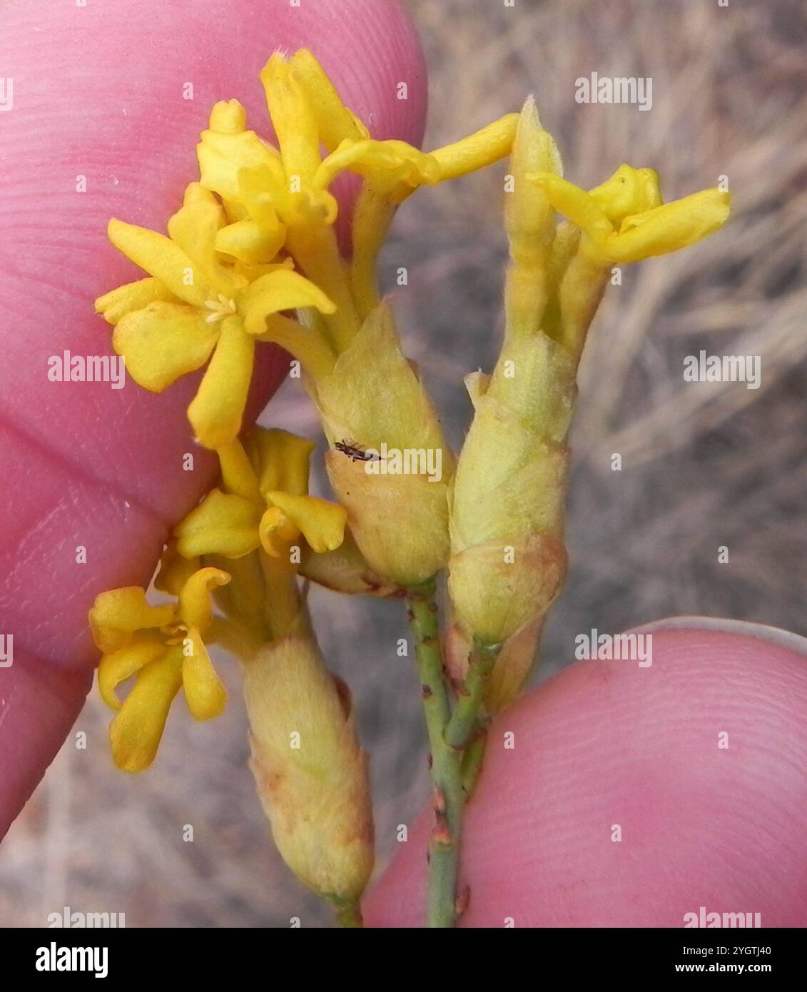 Summer Curryflower (Lasiosiphon polycephalus Stock Photo - Alamy