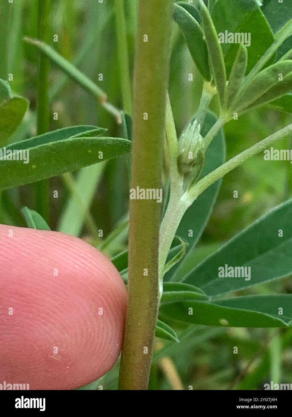 Riverbank Lupine (Lupinus rivularis Stock Photo - Alamy