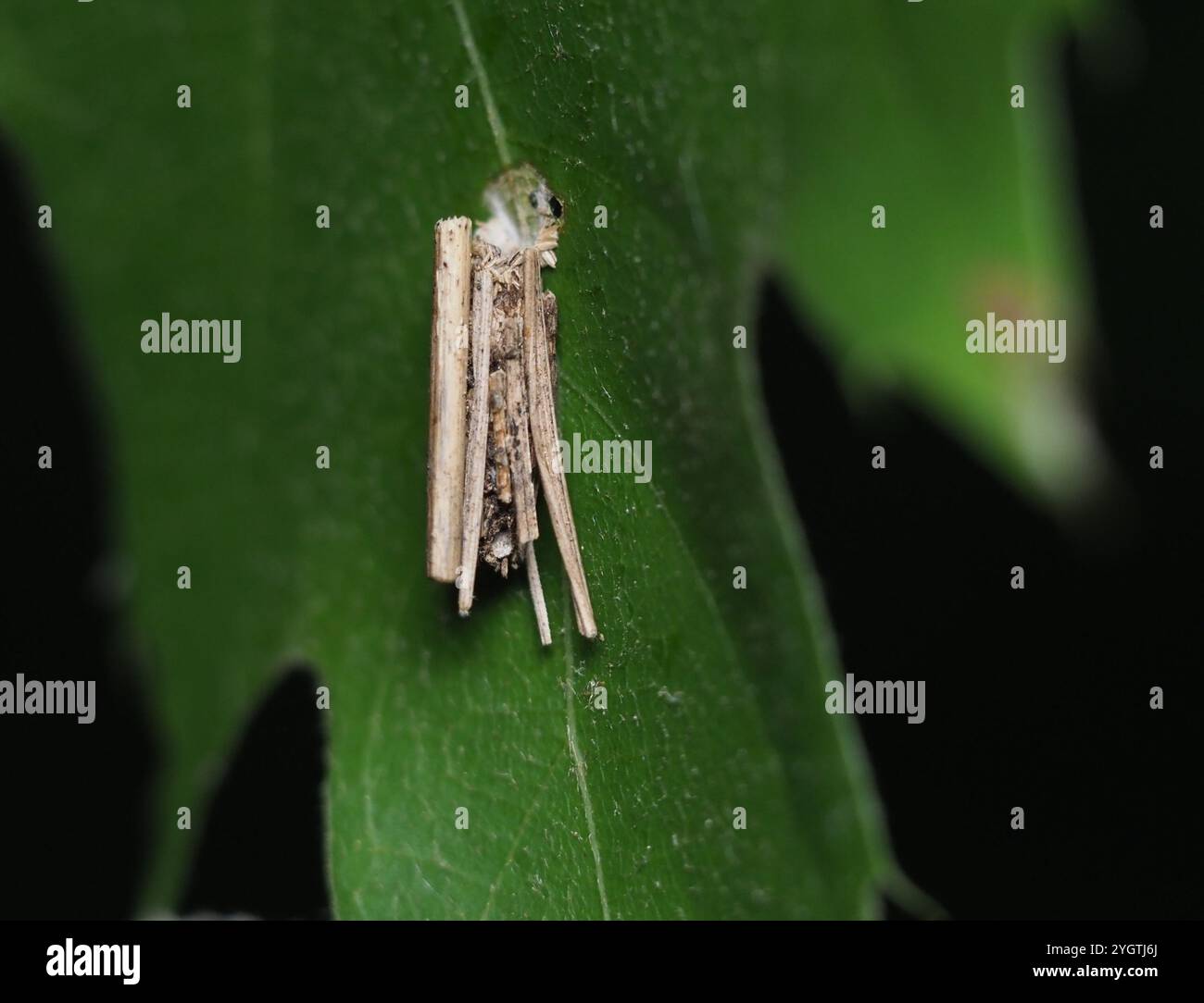 Common Bagworm Moth (Psyche casta Stock Photo - Alamy