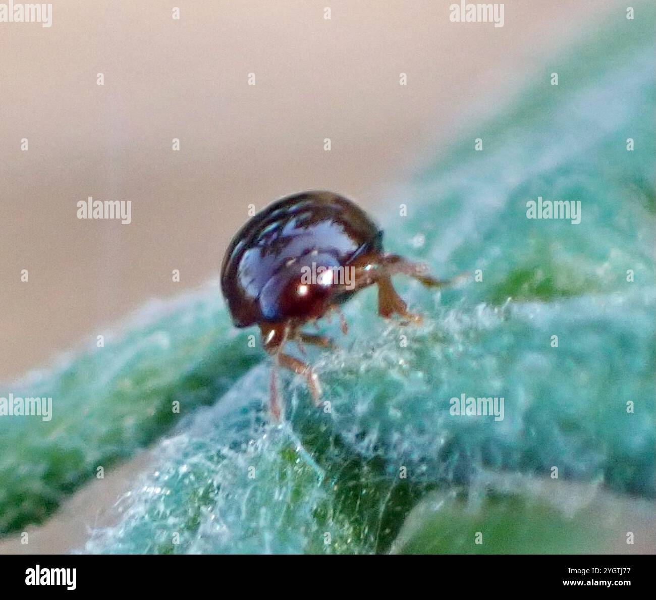 Shining Flower Beetles (Phalacridae Stock Photo - Alamy
