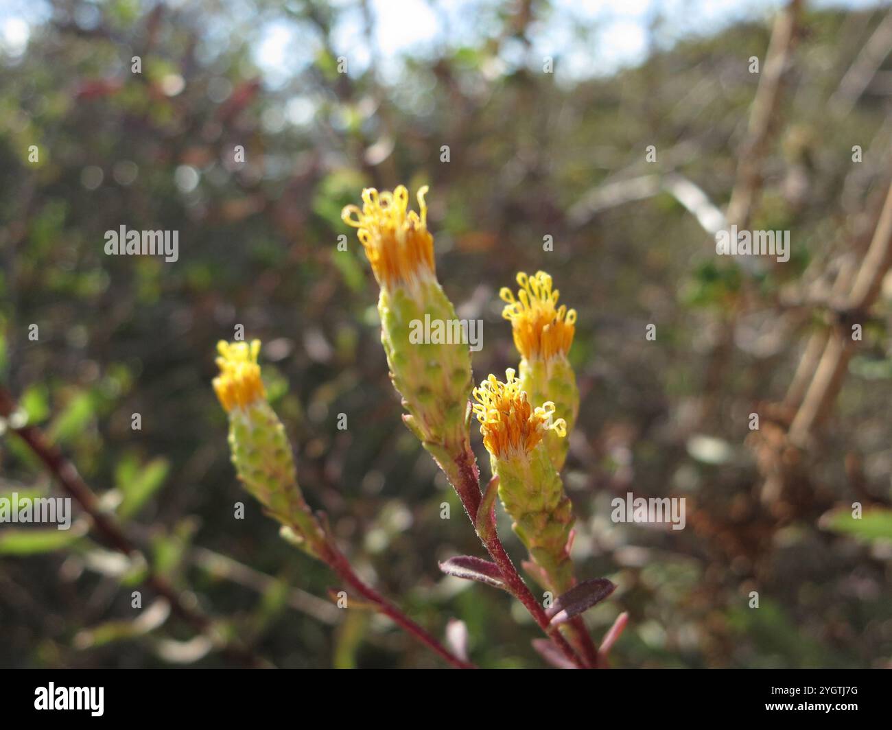 Coastal Goldenbush (Isocoma menziesii Stock Photo - Alamy