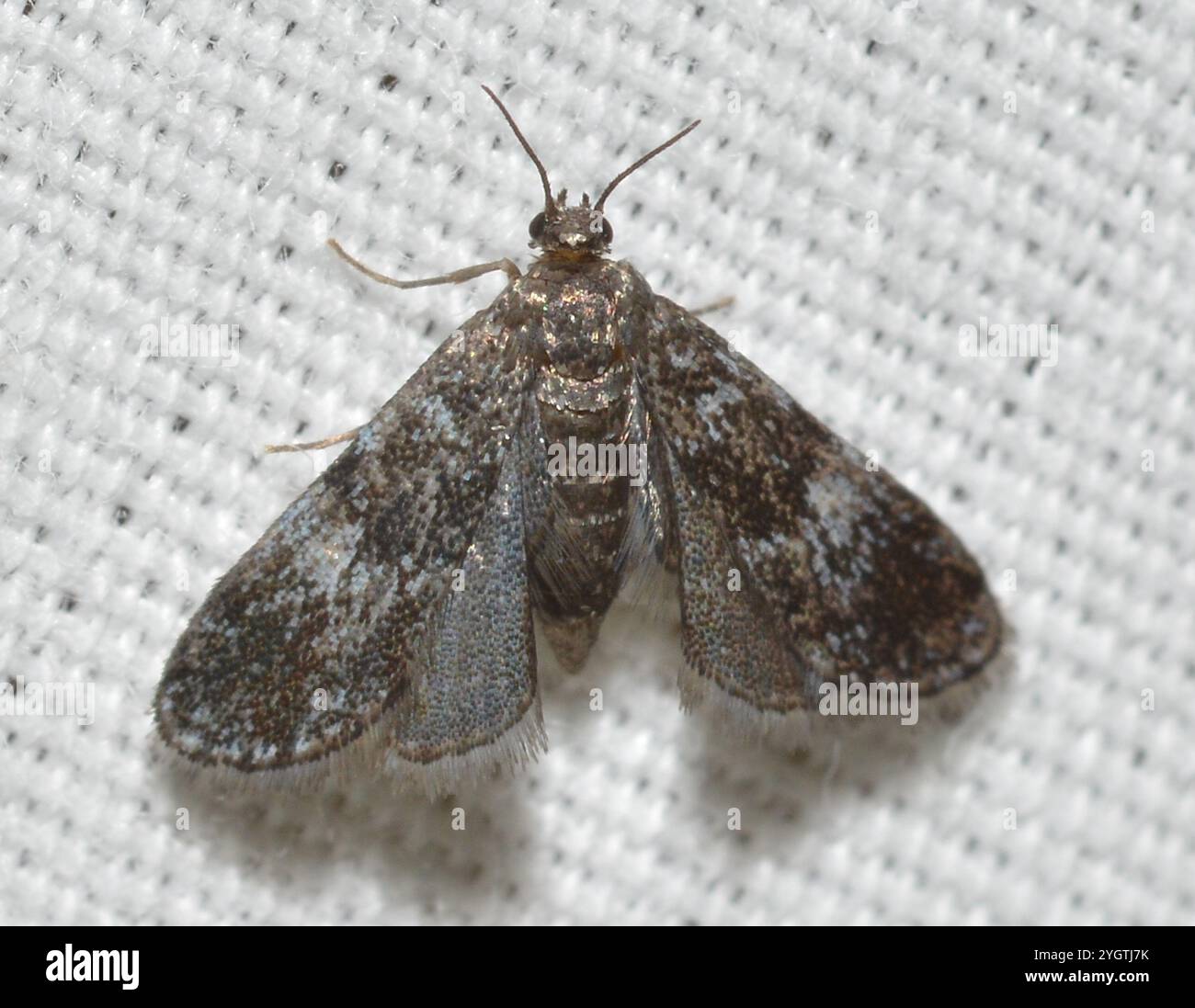Black Duckweed Moth (Elophila tinealis Stock Photo - Alamy