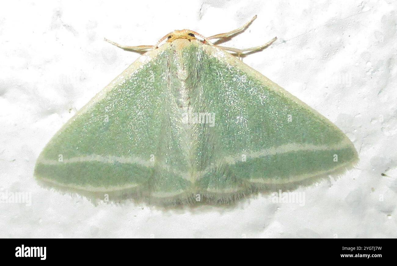 Geometer Moths (Geometridae Stock Photo - Alamy