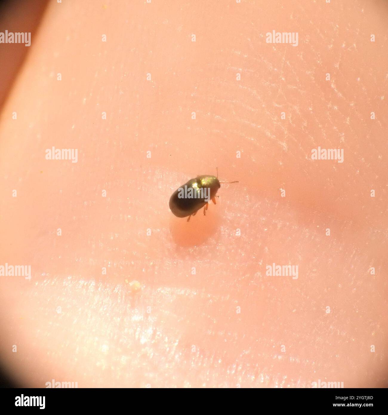 Bronze Leaf Beetle (Diachus auratus Stock Photo - Alamy