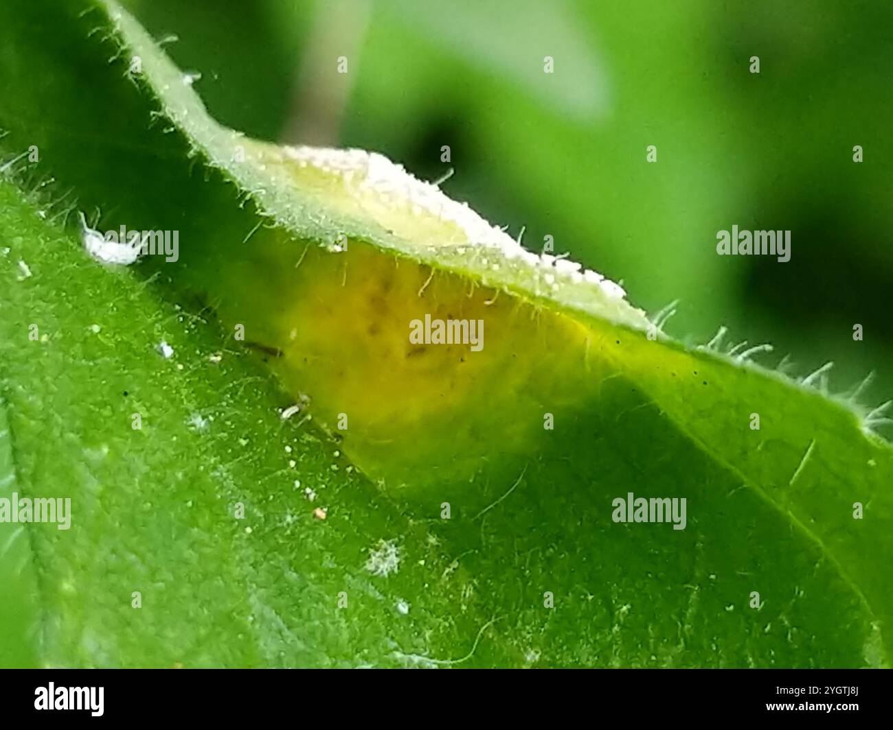 Uromyces hi-res stock photography and images - Alamy