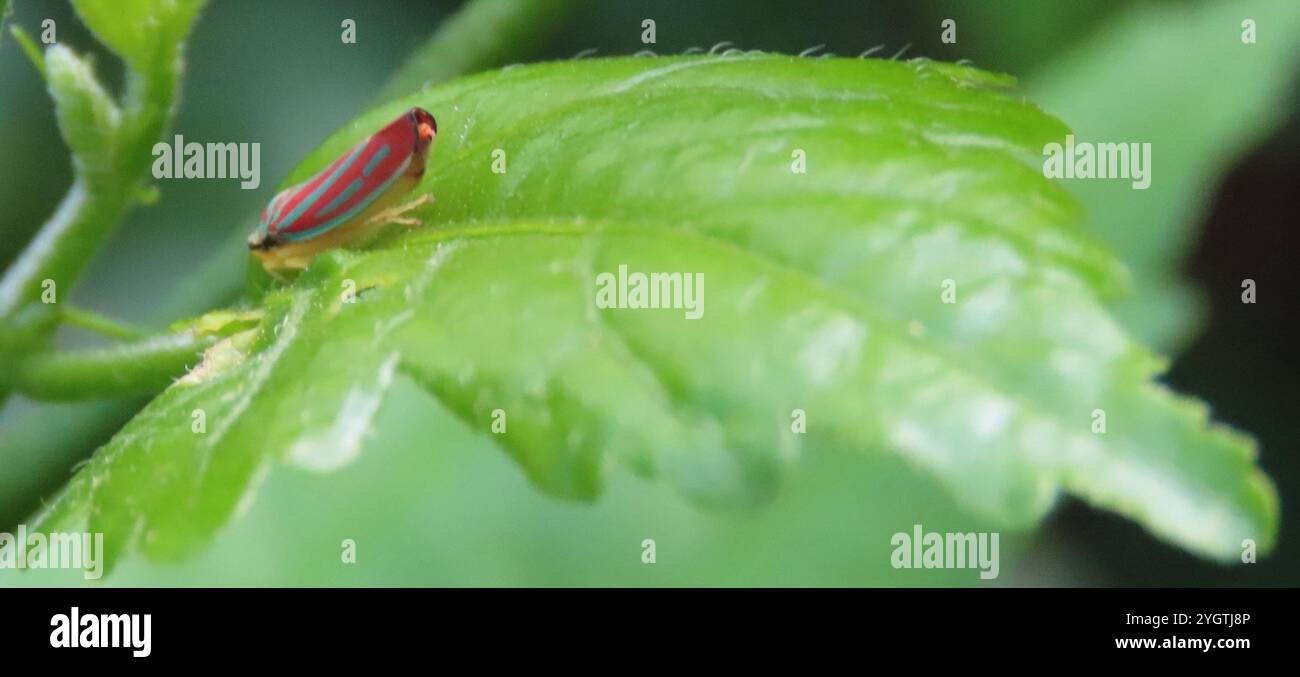 Red-banded Leafhopper (Graphocephala coccinea Stock Photo - Alamy