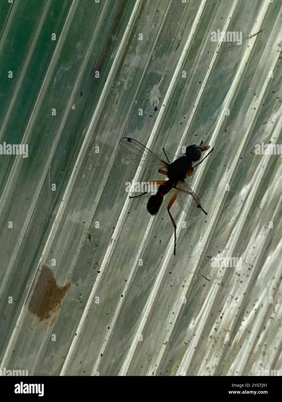 Black Scavenger Flies (Sepsidae Stock Photo - Alamy