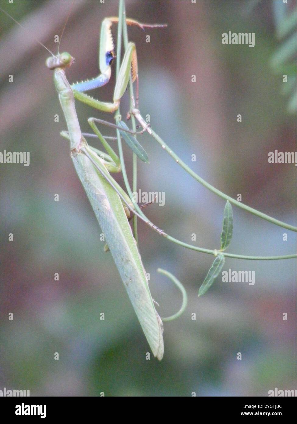 Flag Mantis (Polyspilota aeruginosa Stock Photo - Alamy