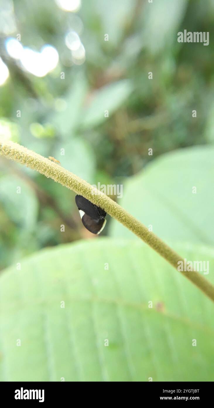 Membracis hi-res stock photography and images - Alamy