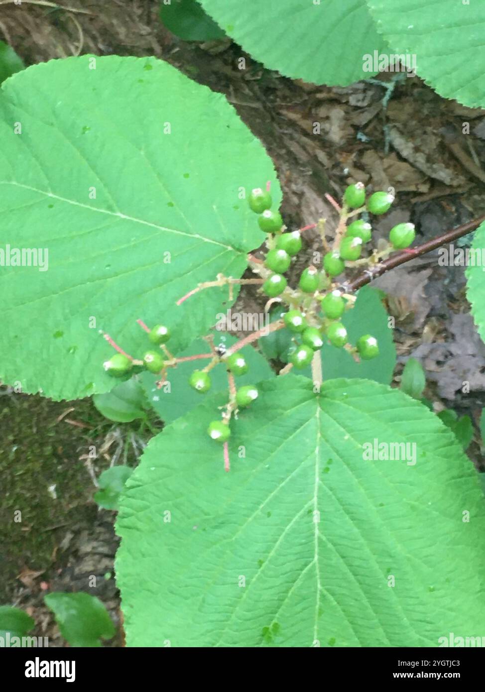 hobblebush (Viburnum lantanoides Stock Photo - Alamy