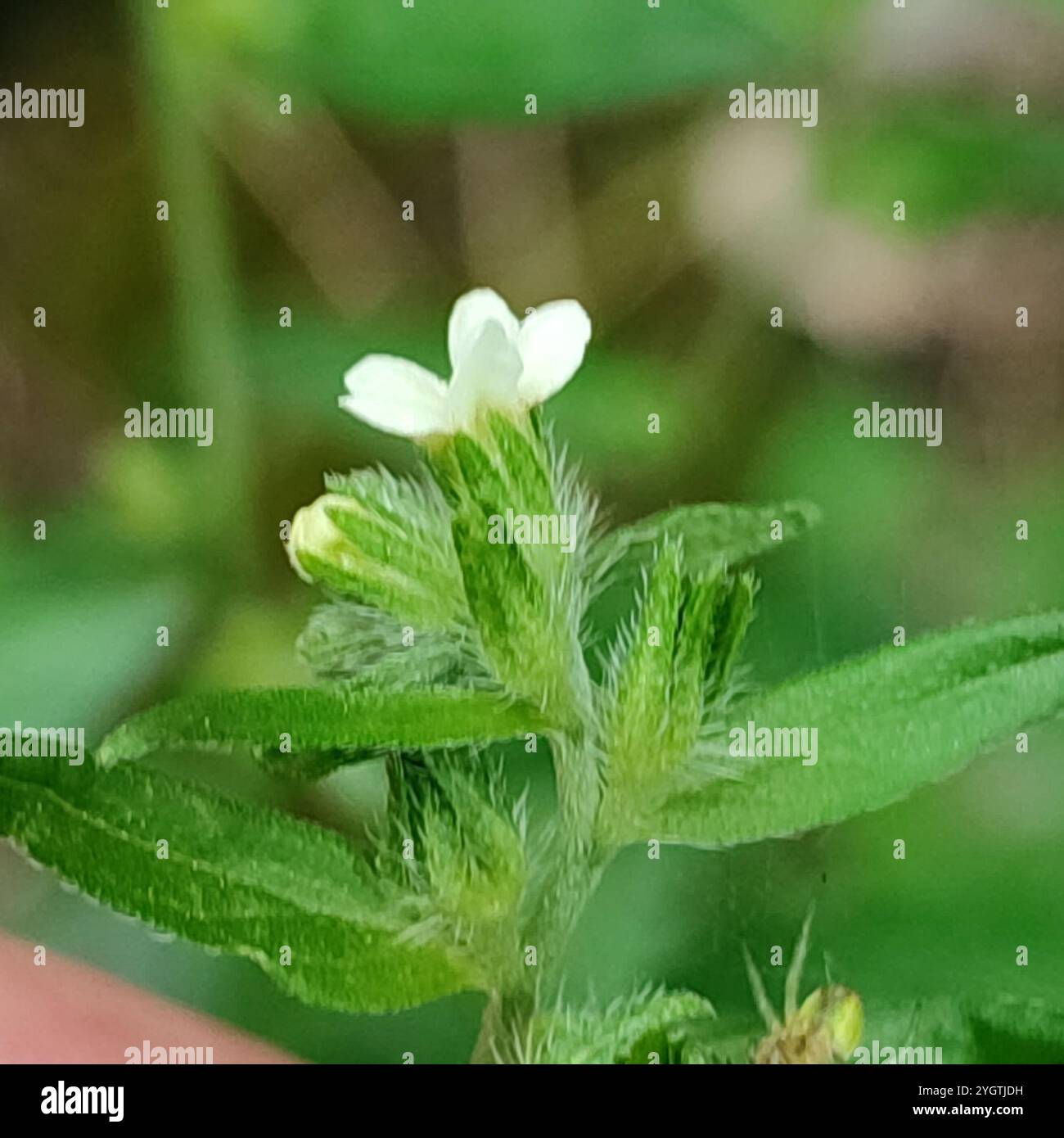 Common Gromwell (Lithospermum officinale Stock Photo - Alamy