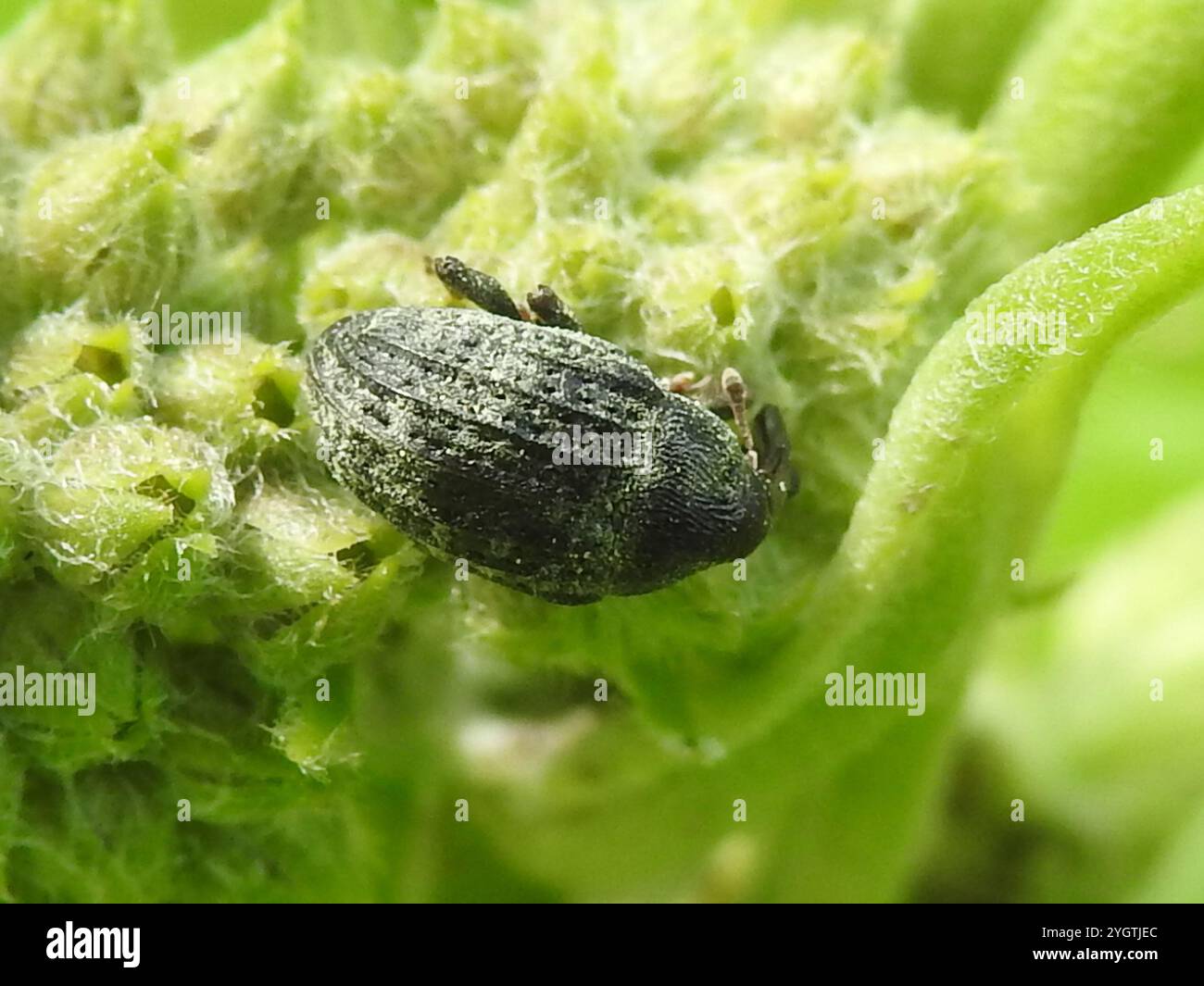 Milkweed Stem Weevil (Rhyssomatus lineaticollis Stock Photo - Alamy