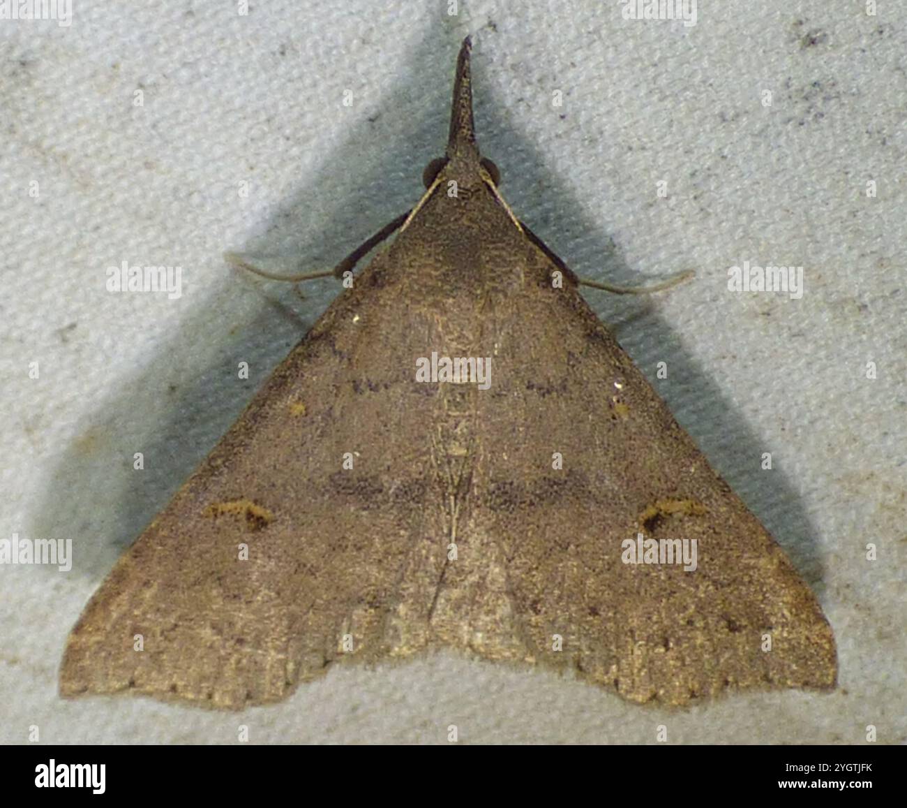 Speckled Renia Moth (Renia adspergillus Stock Photo - Alamy