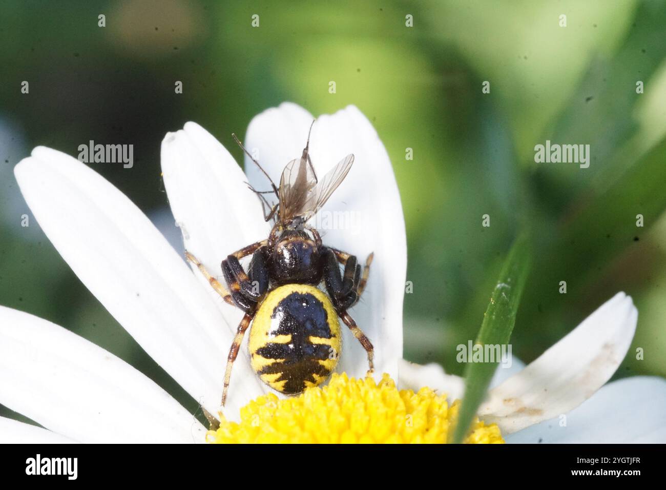 Napoleon Spider (Synema globosum Stock Photo - Alamy