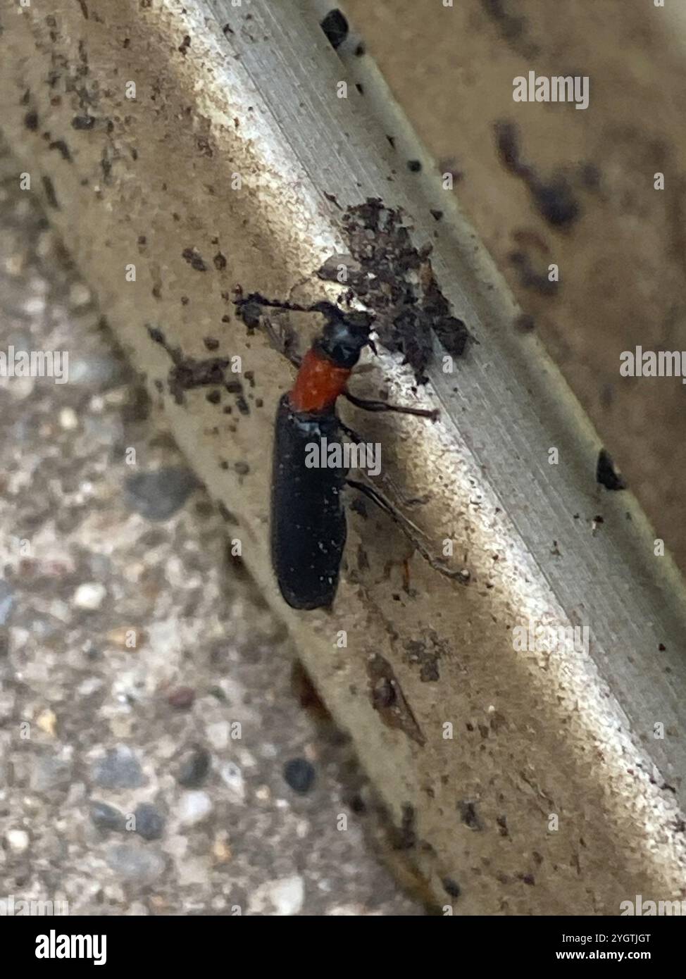 Tillus elongatus hi-res stock photography and images - Alamy