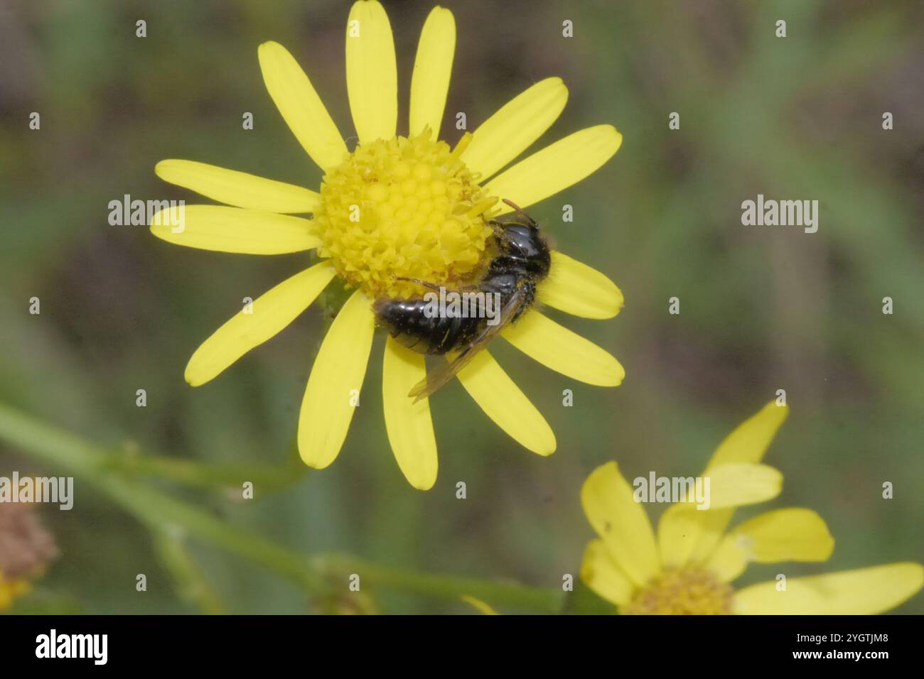 Small Shaggy Bee (Panurgus calcaratus Stock Photo - Alamy