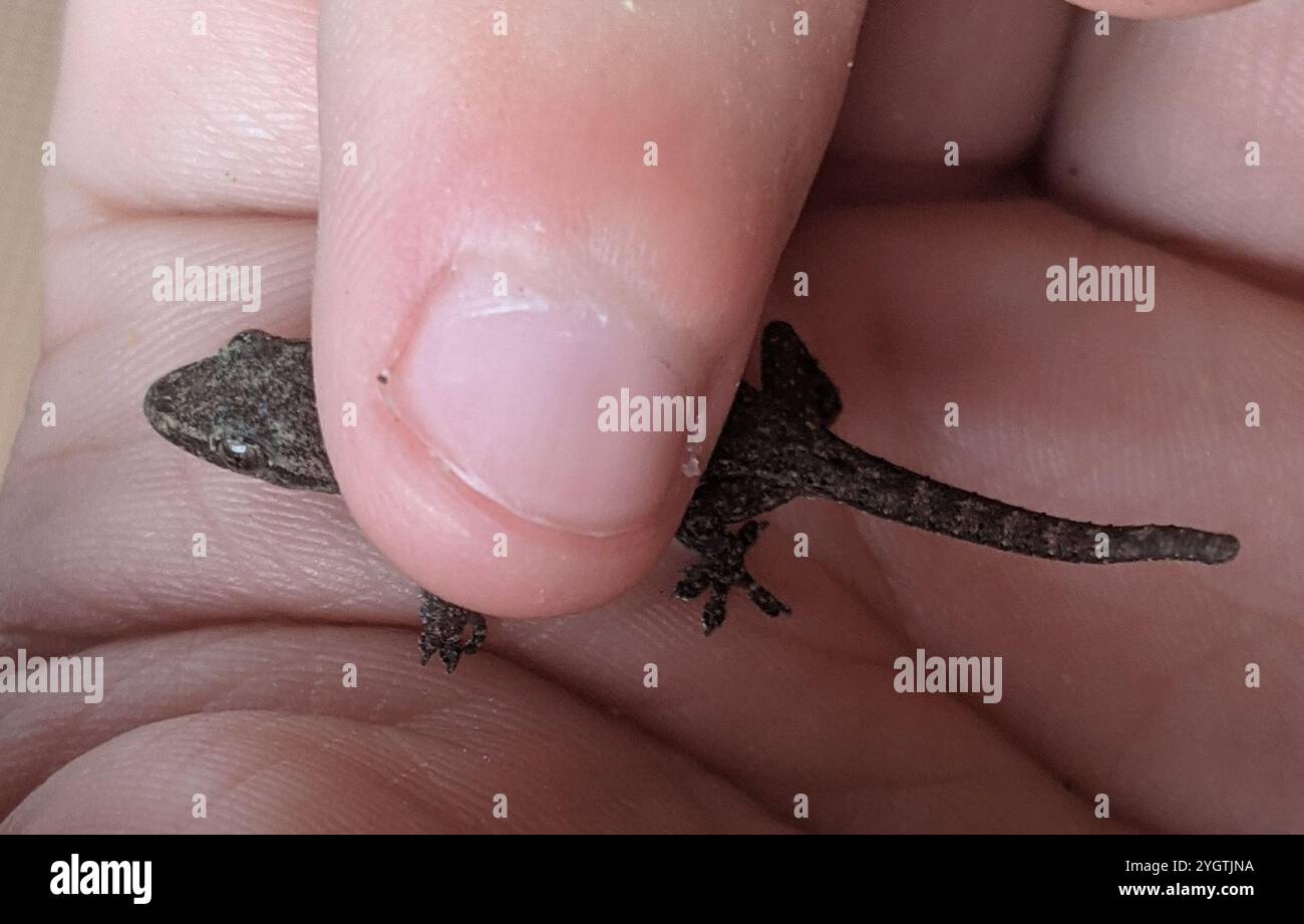 Asian House Gecko (Hemidactylus frenatus Stock Photo - Alamy