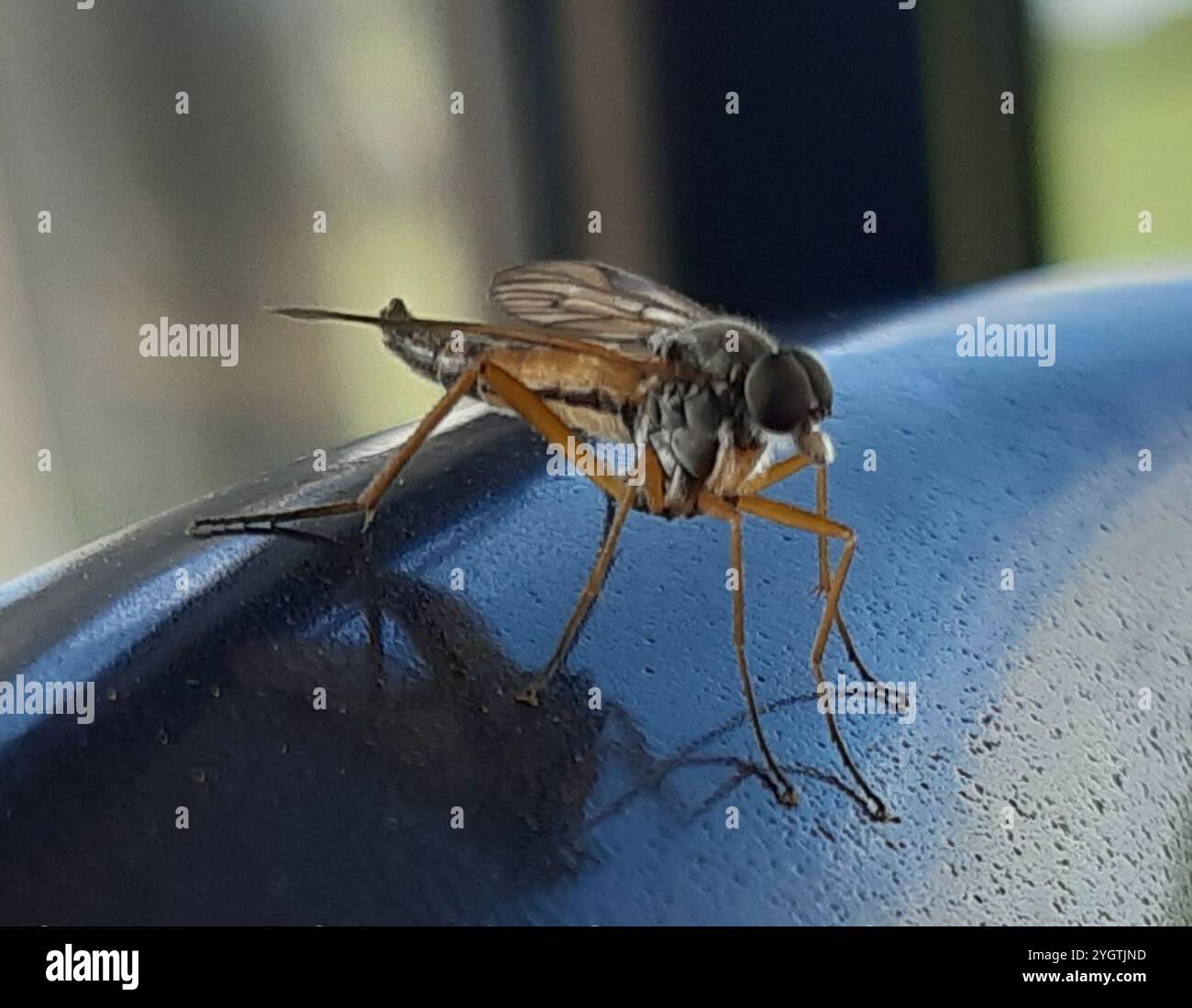Rhagio tringarius hi-res stock photography and images - Alamy