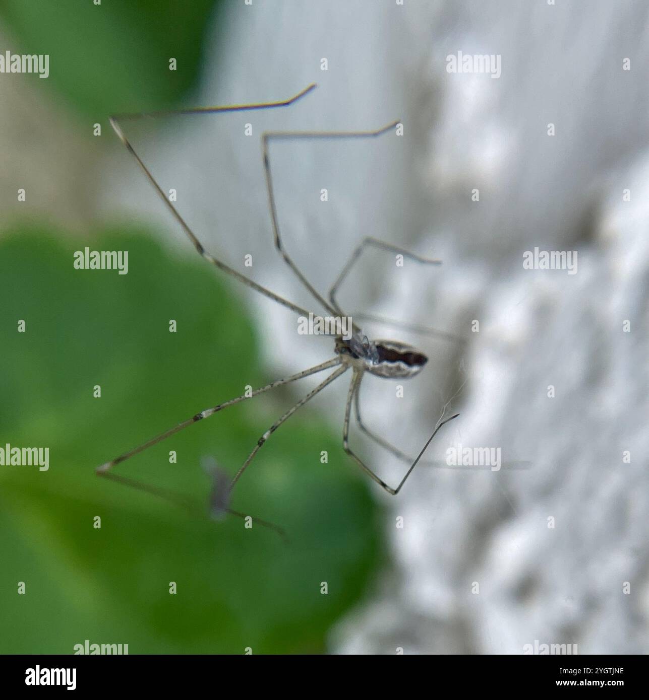 Marbled Cellar Spider (Holocnemus pluchei Stock Photo - Alamy