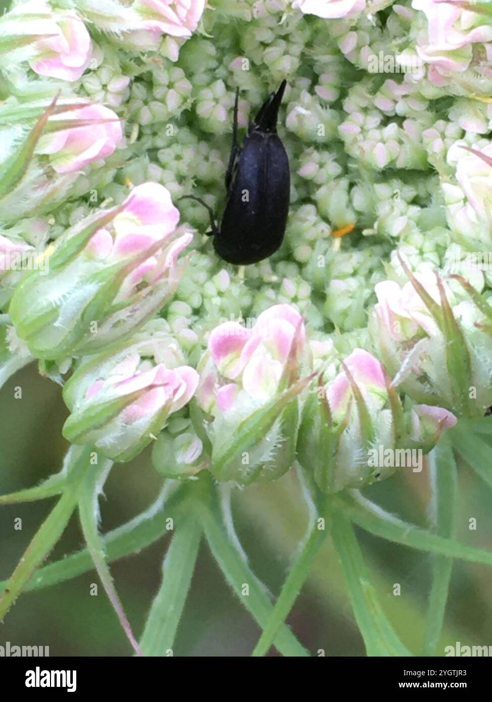 Mordella hi-res stock photography and images - Alamy