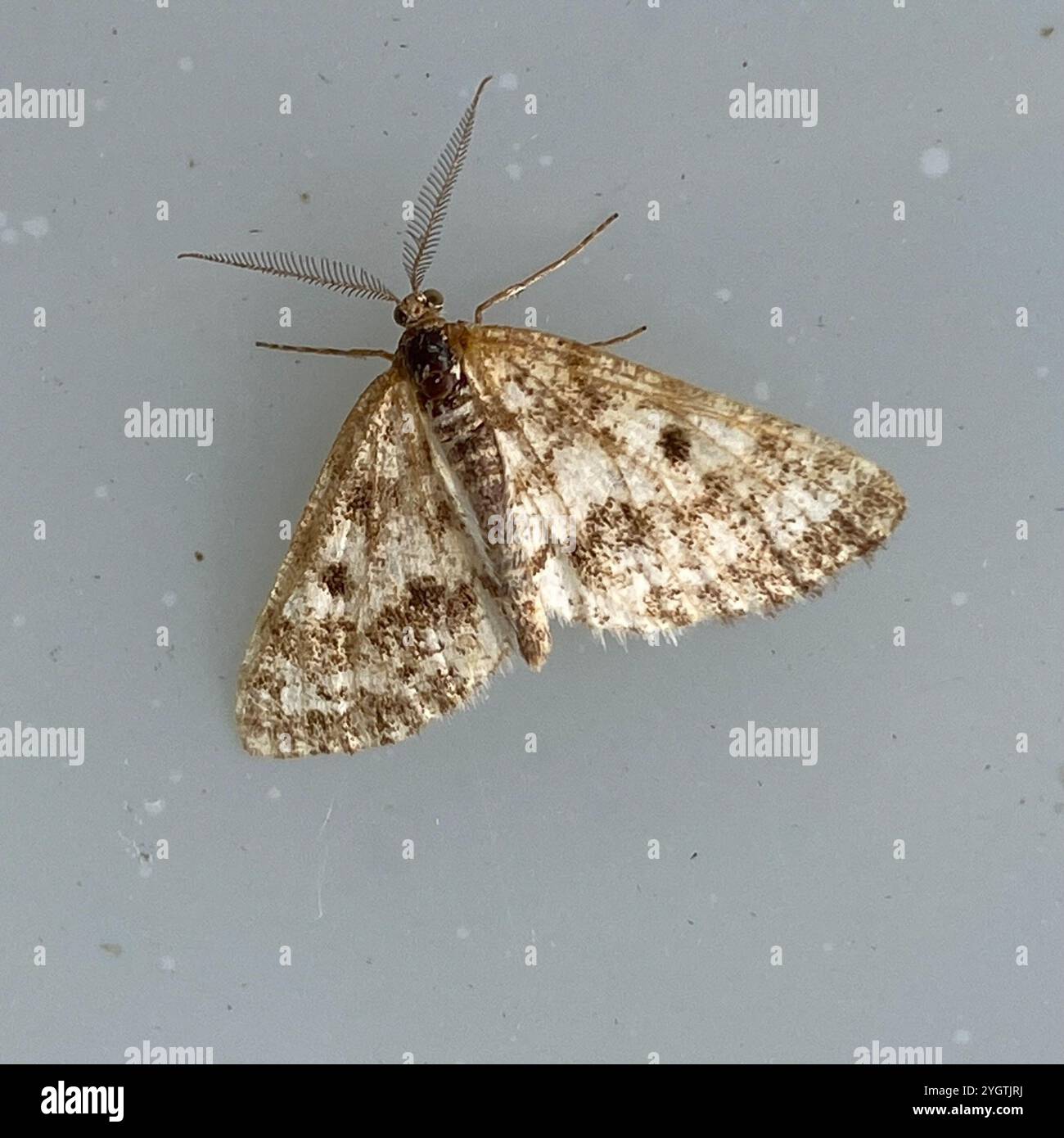 Powder Moth (Eufidonia notataria Stock Photo - Alamy