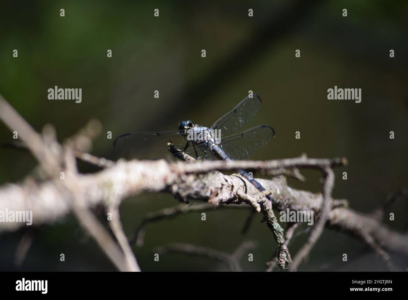 Great Blue Skimmer (Libellula vibrans Stock Photo - Alamy