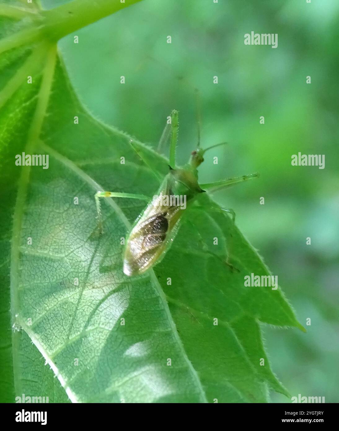 Zelus luridus hi-res stock photography and images - Alamy