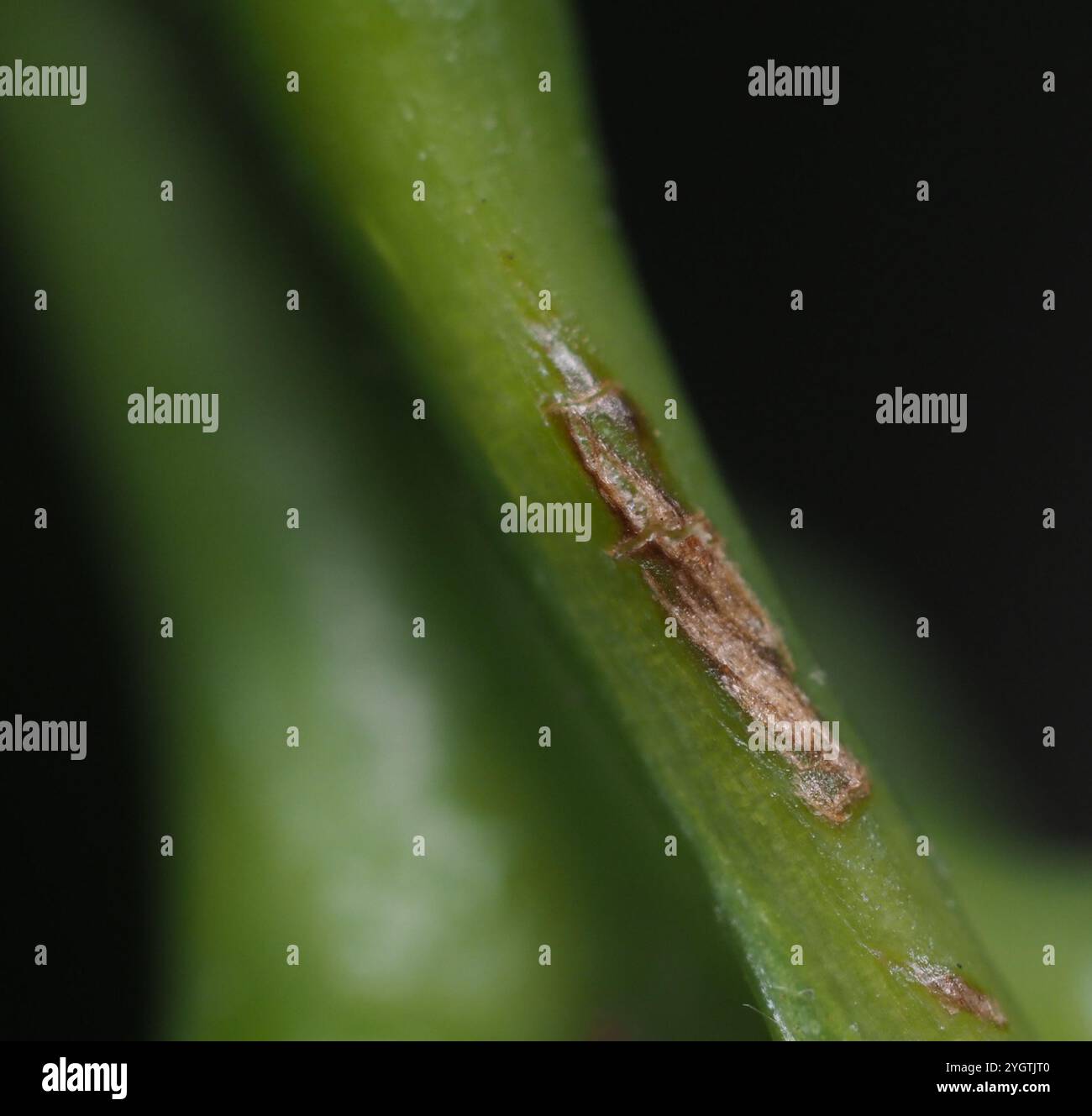 Winged and Once-winged Insects (Pterygota Stock Photo - Alamy