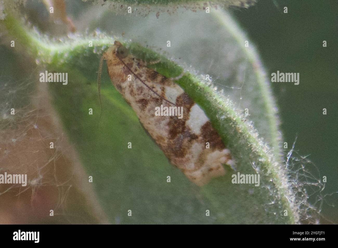 Fruit-tree Leafroller Moth (Archips argyrospila Stock Photo - Alamy