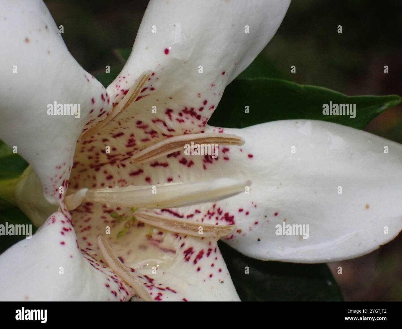 Rothmannia capensis hi-res stock photography and images - Alamy