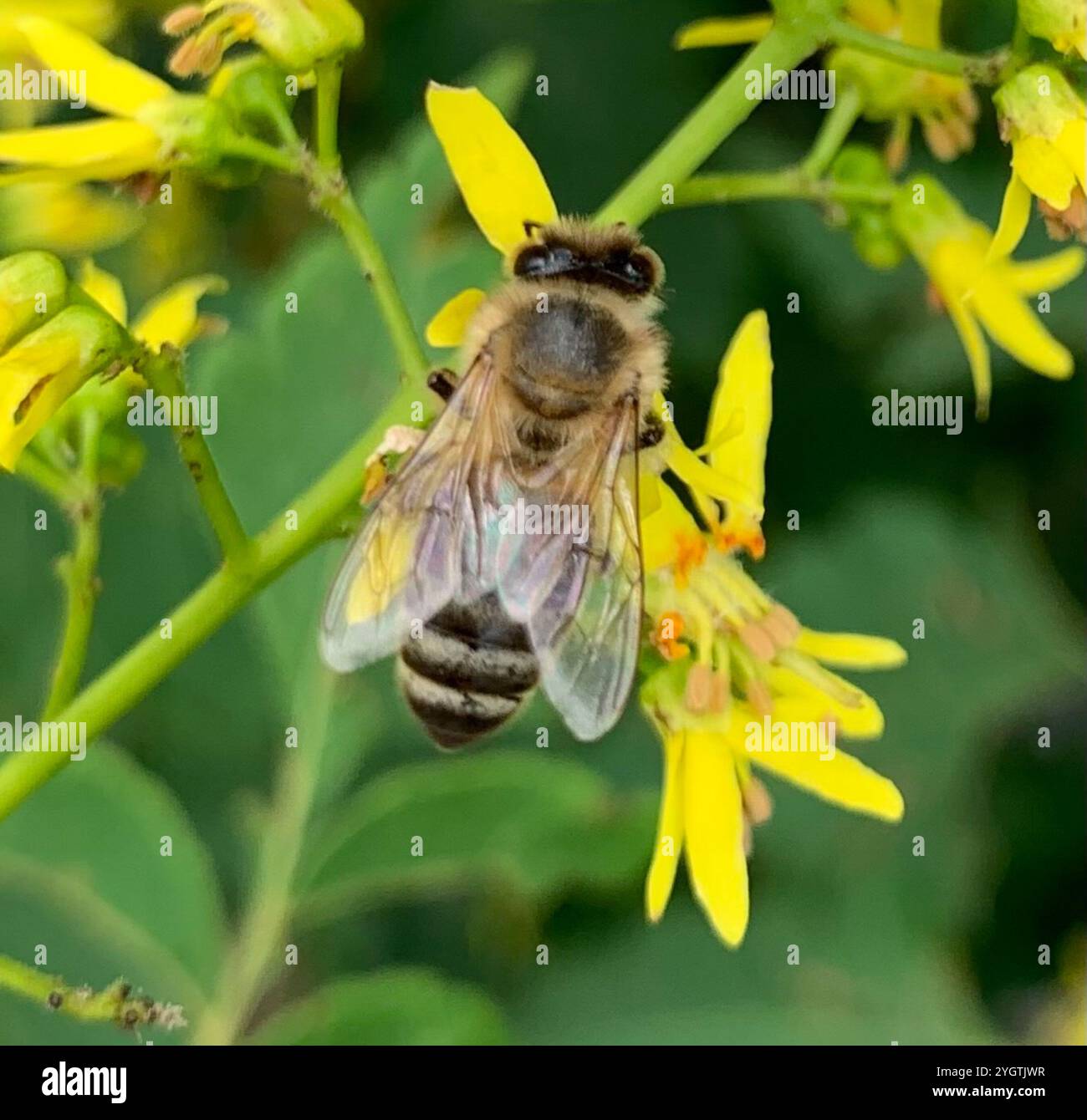 Western Honey Bee (Apis mellifera Stock Photo - Alamy