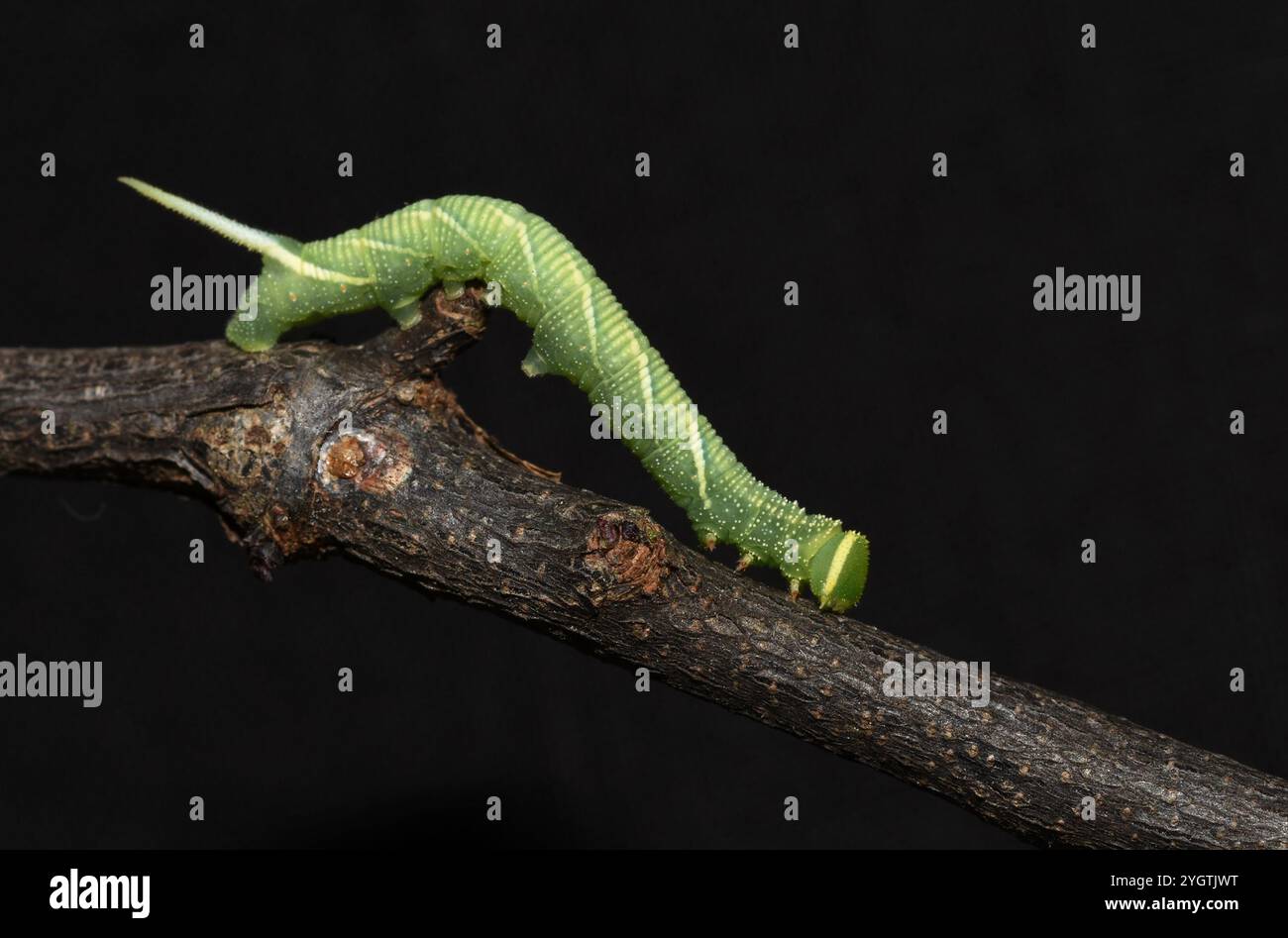 Sphinx Moths (Sphingidae Stock Photo - Alamy