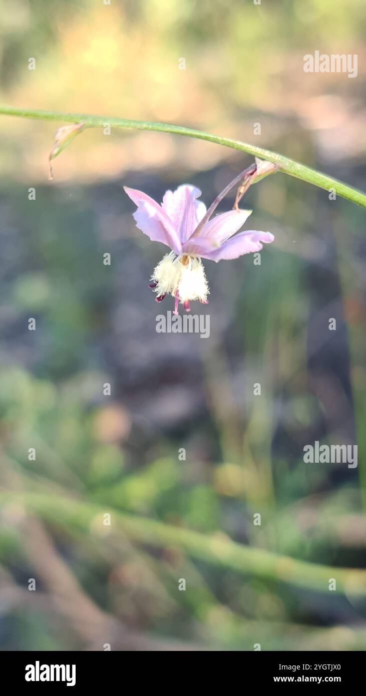 Milleflorum hi-res stock photography and images - Alamy