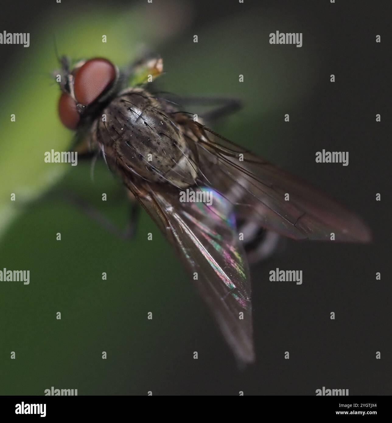 Fly Death Fungi (Entomophthora muscae Stock Photo - Alamy