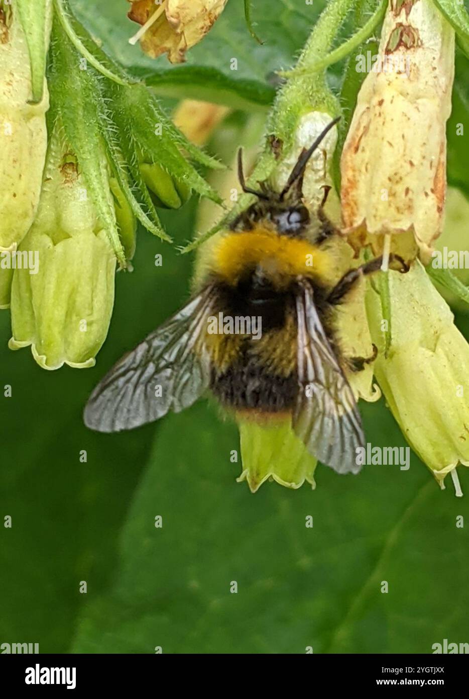 Early Bumble Bee (Bombus pratorum Stock Photo - Alamy