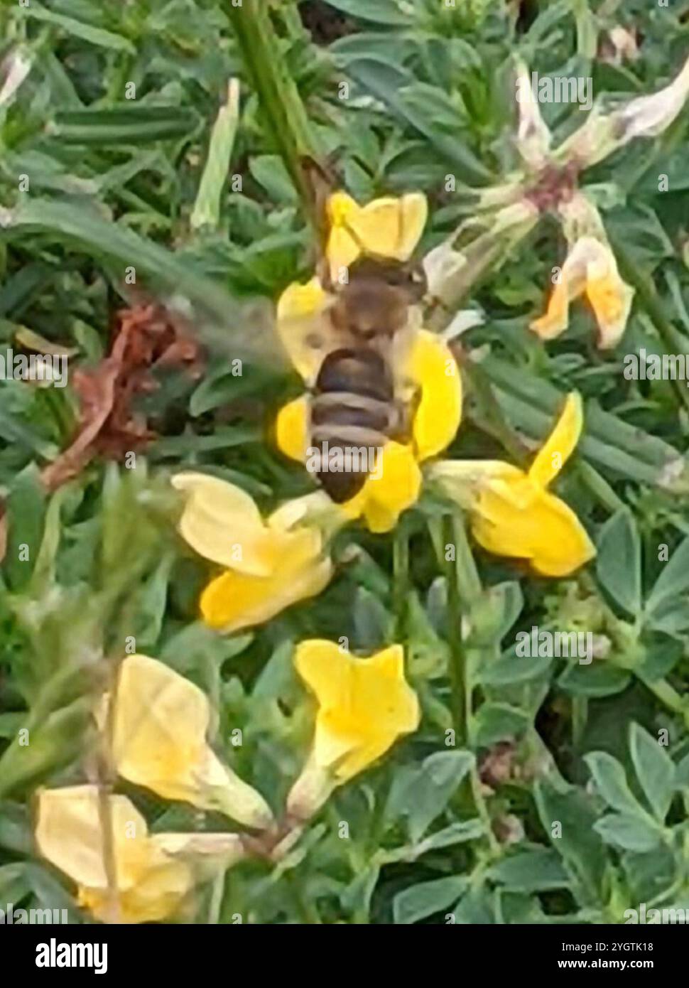 Western Honey Bee (Apis mellifera Stock Photo - Alamy