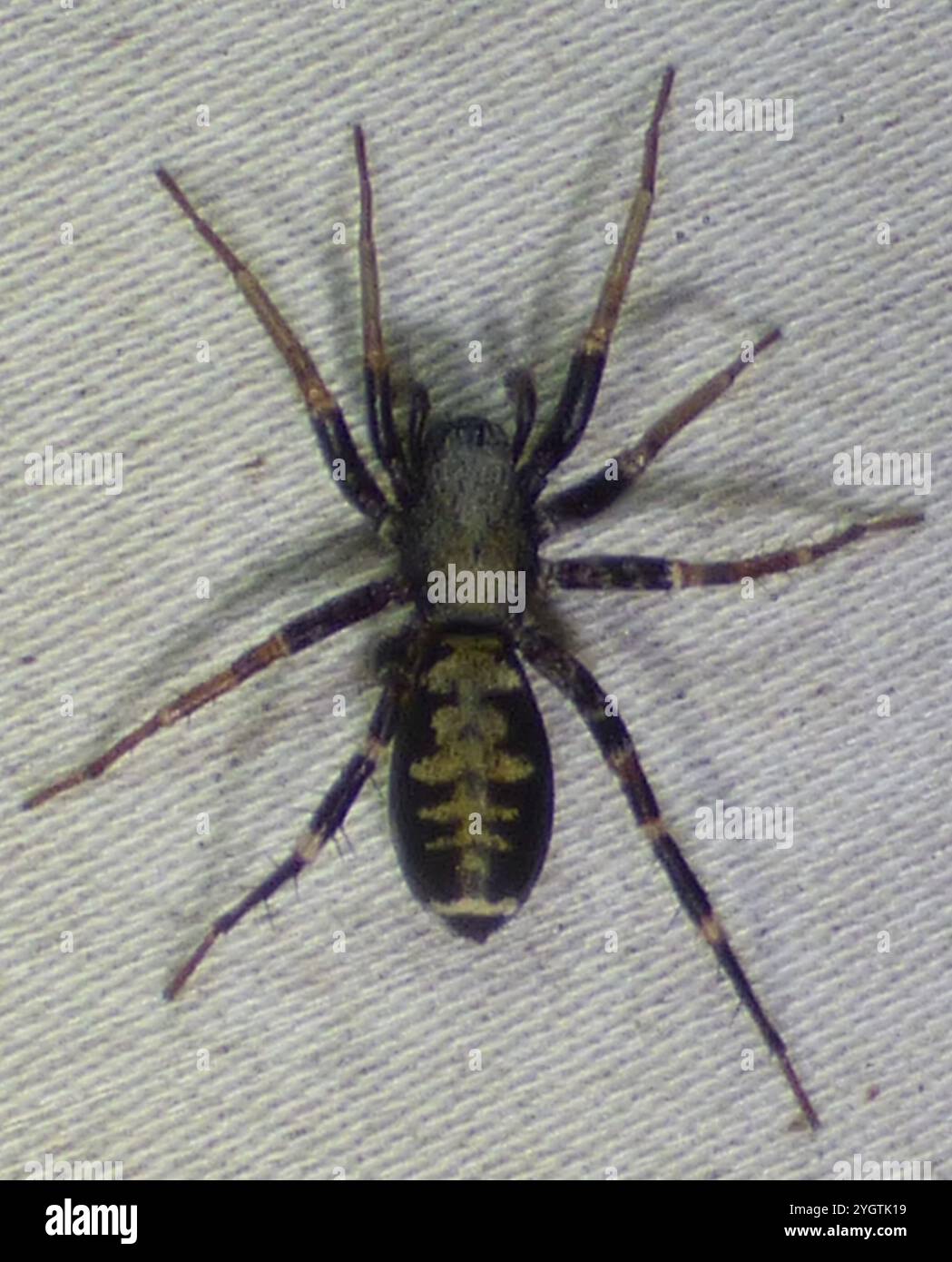 Stealthy Ground Spiders (Gnaphosidae Stock Photo - Alamy