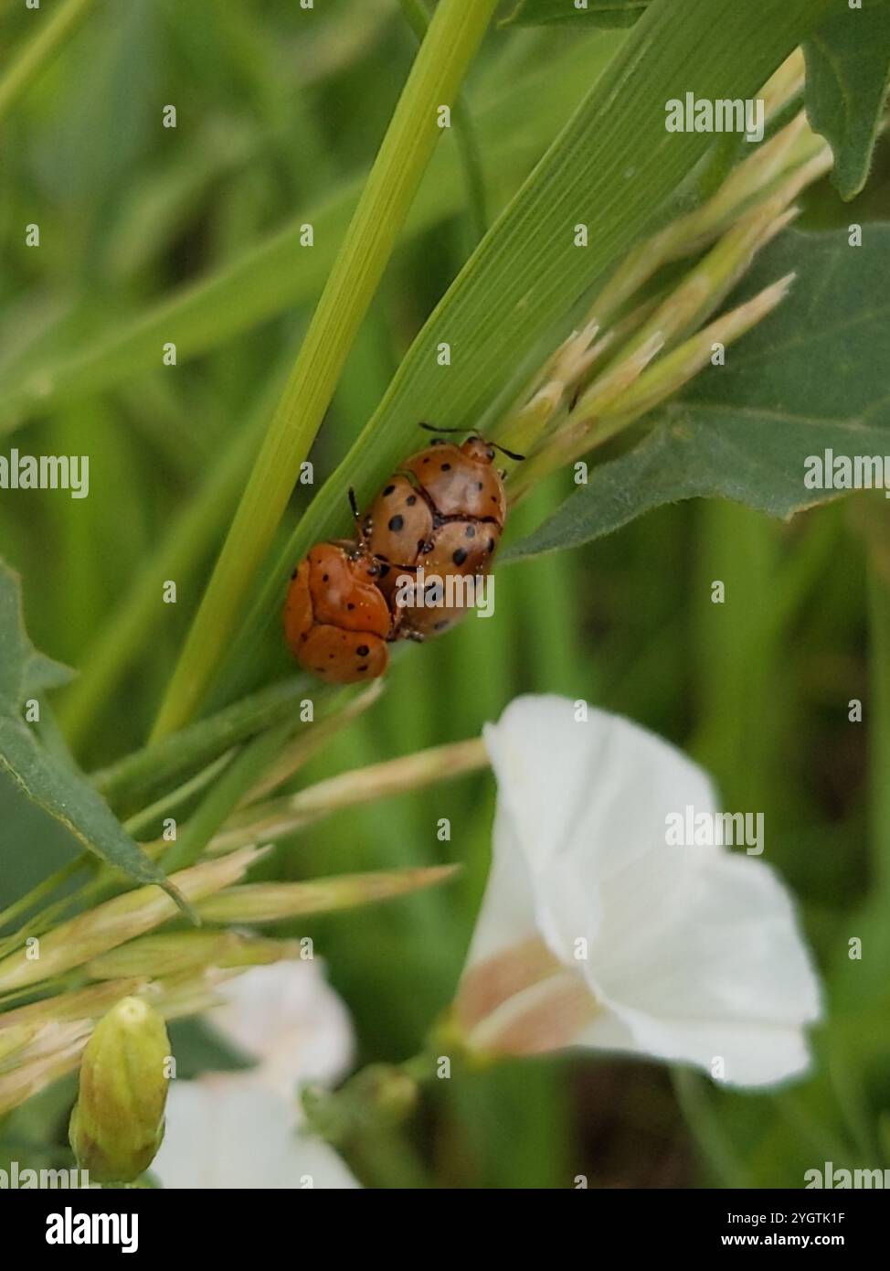 Argus Tortoise Beetle (Chelymorpha cassidea Stock Photo - Alamy