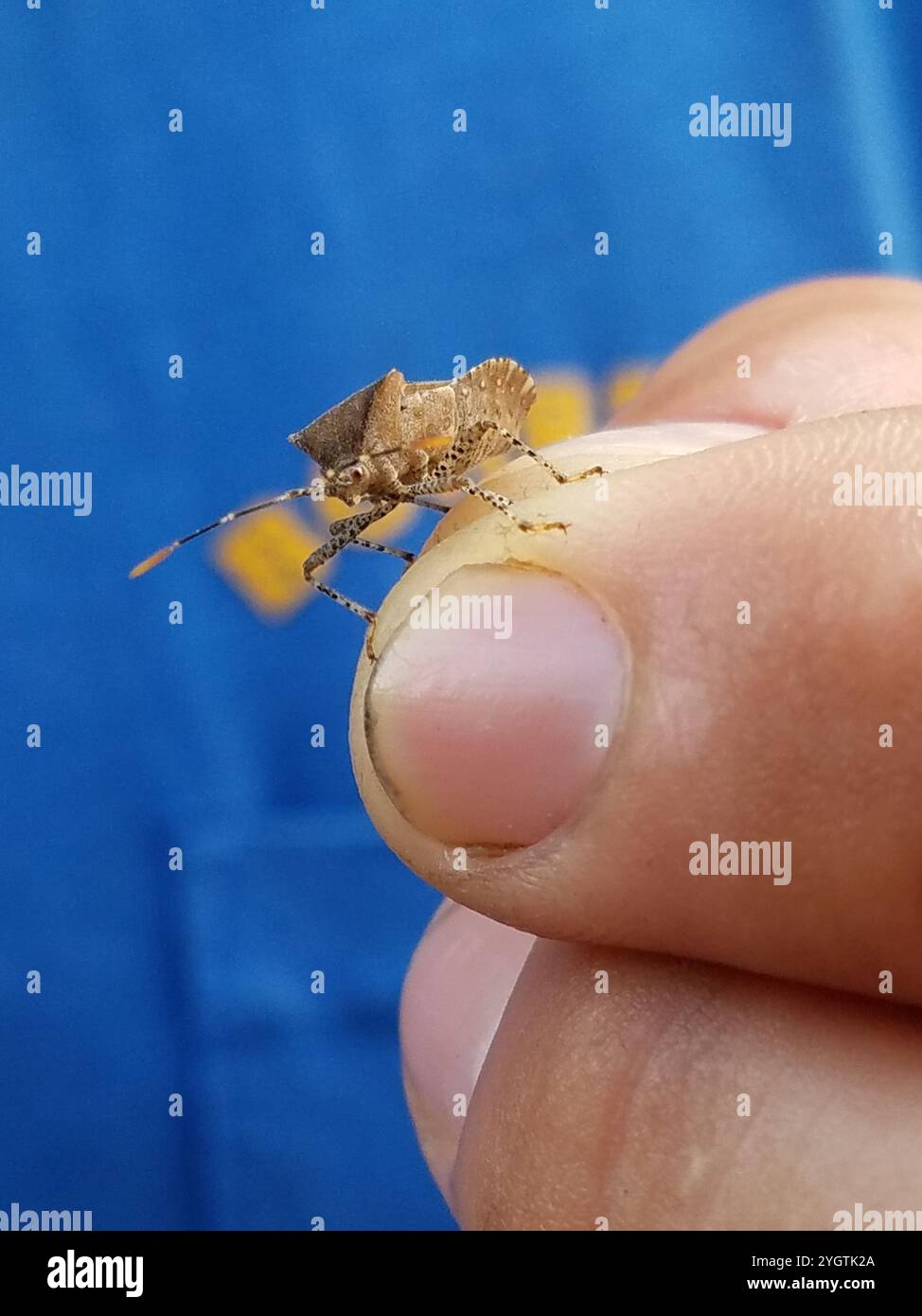 Horned Squash Bug (Anasa armigera Stock Photo - Alamy