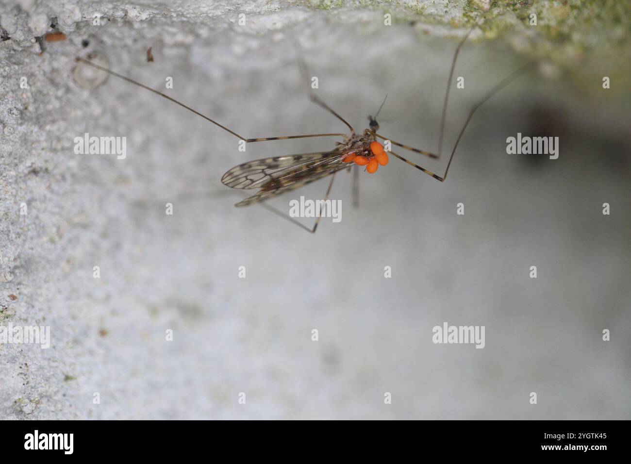 Sixspot Cranefly (Limonia nubeculosa Stock Photo - Alamy