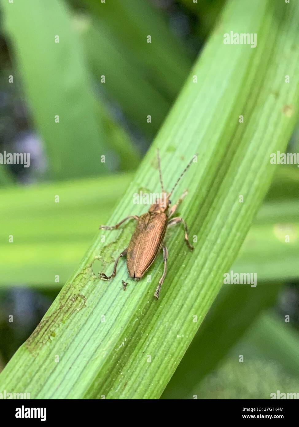 plain reed beetle (Donacia simplex Stock Photo - Alamy