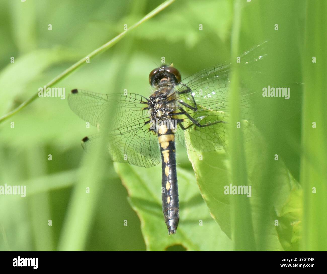 Frosted Whiteface (Leucorrhinia frigida Stock Photo - Alamy