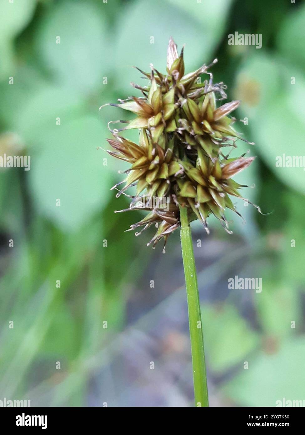 true sedges (Carex Stock Photo - Alamy