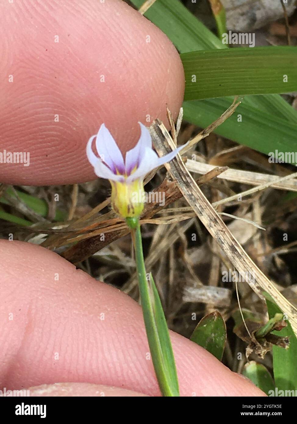 Blue Pigroot (Sisyrinchium micranthum Stock Photo - Alamy