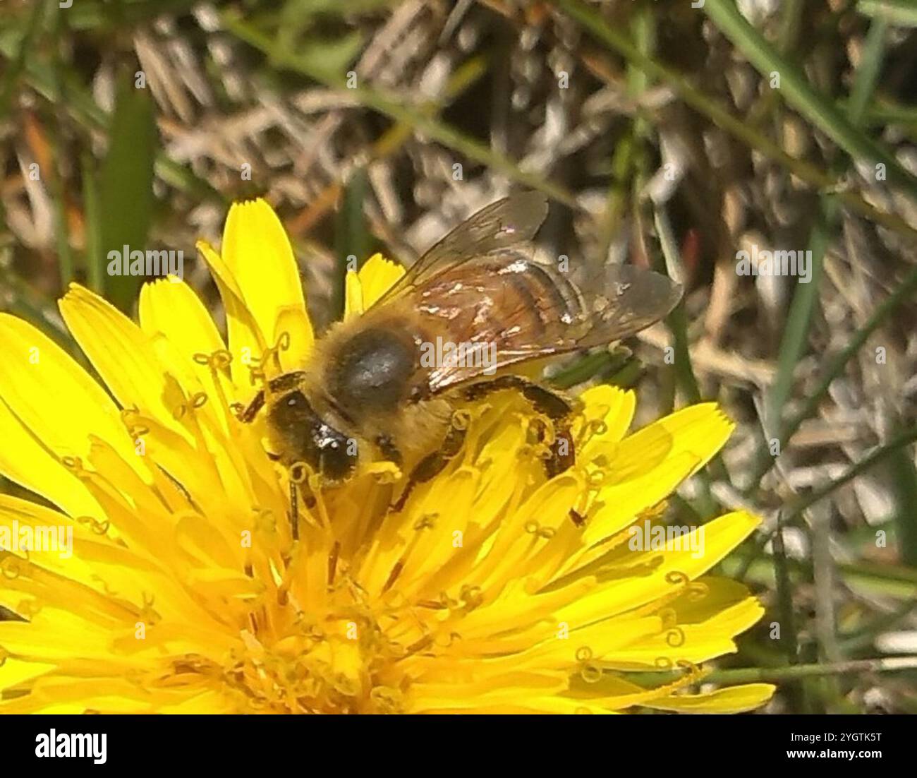 Western Honey Bee (Apis mellifera Stock Photo - Alamy