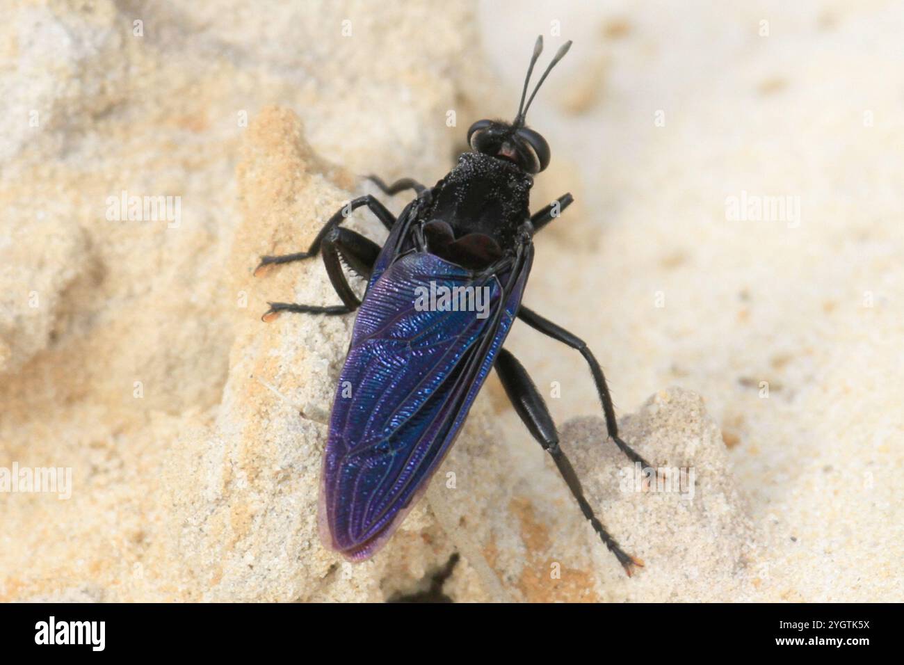 Clubbed Mydas Fly (Mydas clavatus Stock Photo - Alamy