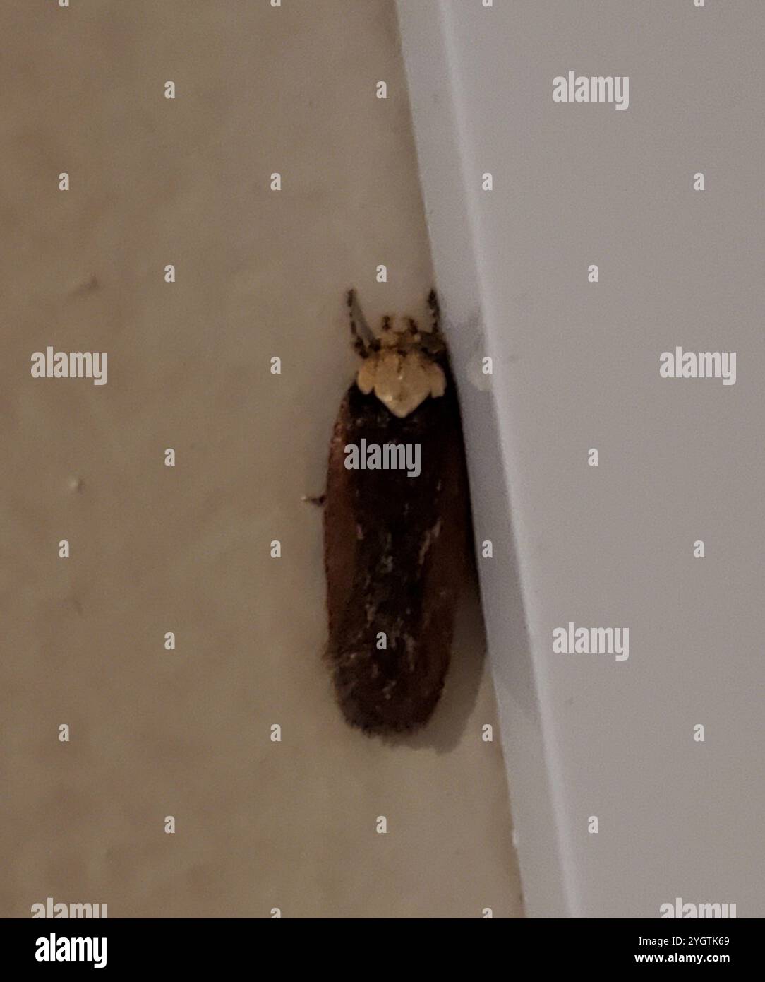 Purple Carrot-seed Moth (Depressaria depressana Stock Photo - Alamy