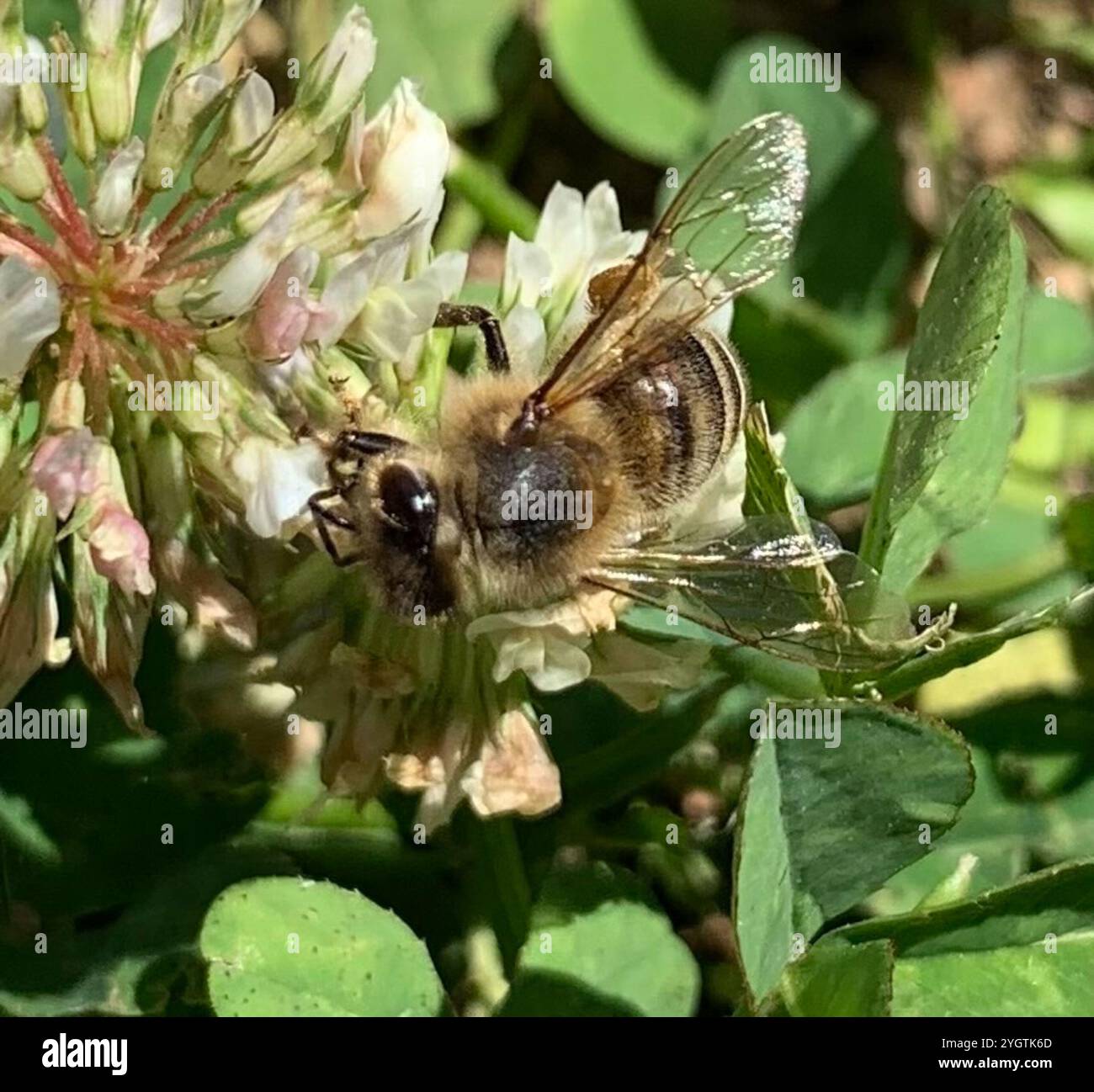 Western Honey Bee (Apis mellifera Stock Photo - Alamy
