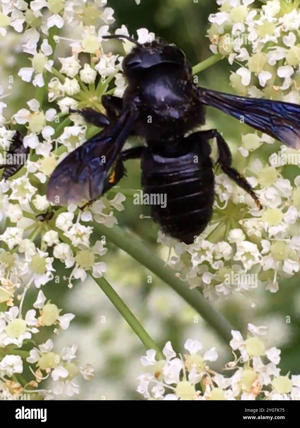 Carpenter-mimic Leafcutter Bee (Megachile xylocopoides Stock Photo - Alamy