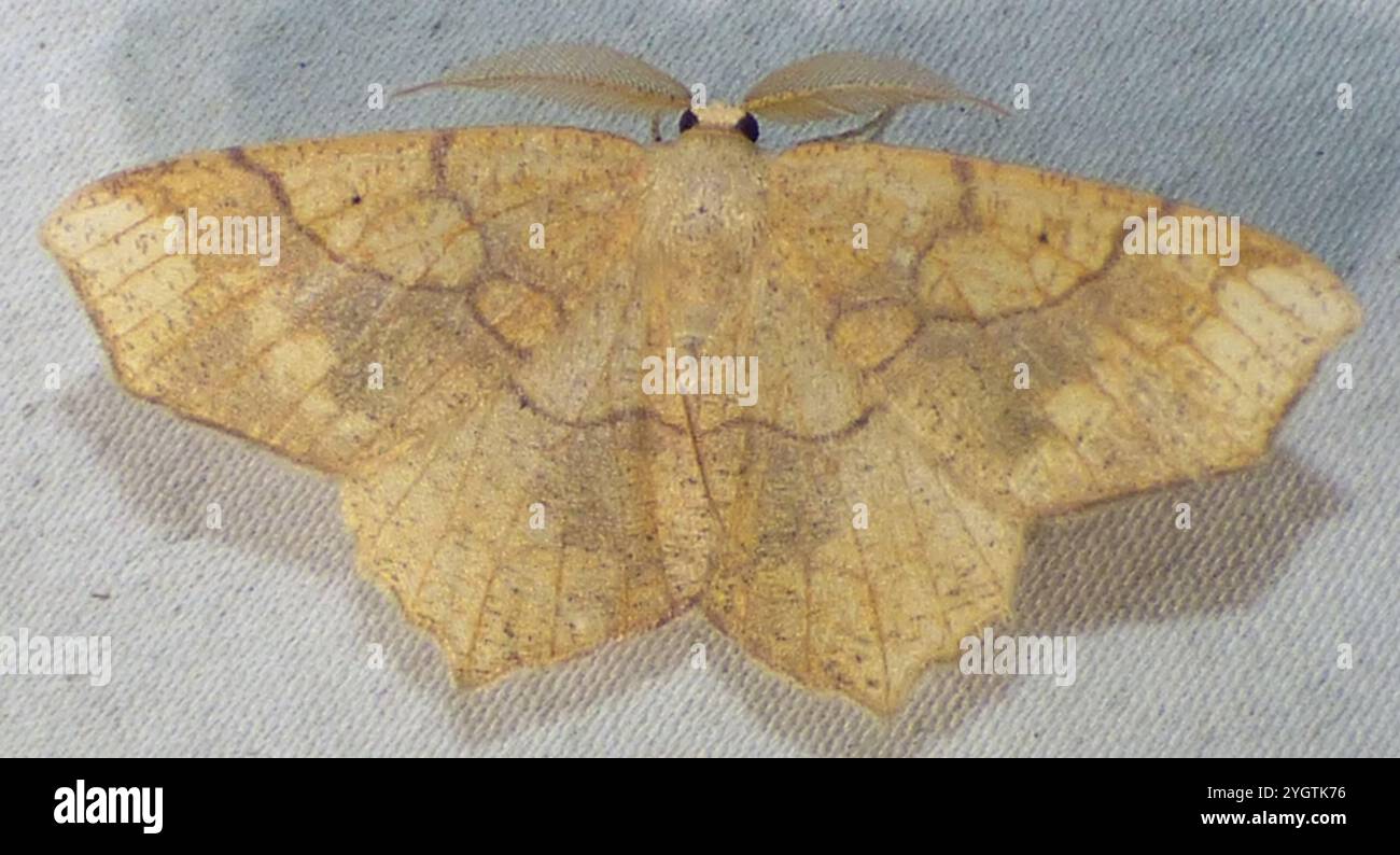 Oak Besma Moth (Besma quercivoraria Stock Photo - Alamy